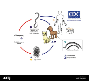 Mengenal Cutaneous Larva Migrans: Infeksi Kulit Akibat Gerakan Larva ...